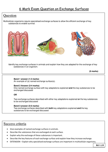 New AQA GCSE Biology - Cell Biology - Exchange surfaces - HIM Lesson ...
