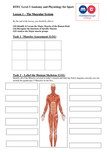 BTEC Level 3 -Unit 1 Principles of Anatomy and Physiology Anterior ...