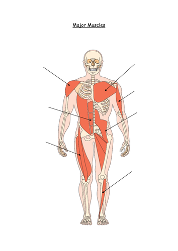 BTEC Level 3 -Unit 1 Principles of Anatomy and Physiology Anterior ...