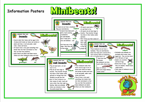 Minibeasts Classification Activity | Teaching Resources