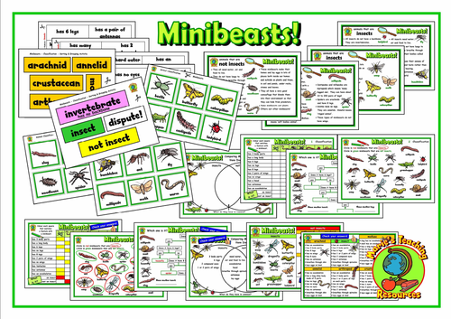 Minibeasts Classification Activity | Teaching Resources