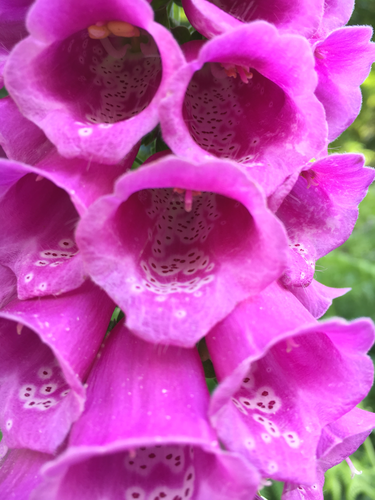 Foxglove Flowers | Teaching Resources