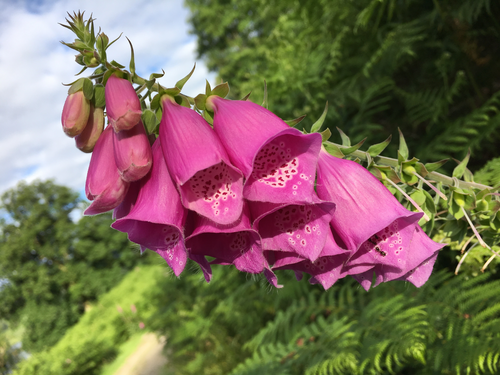 Foxglove Flowers | Teaching Resources