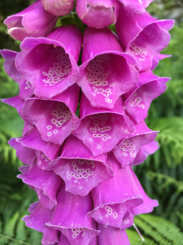 Foxglove Flowers | Teaching Resources