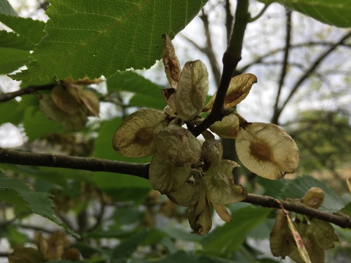 Tree Seeds | Teaching Resources