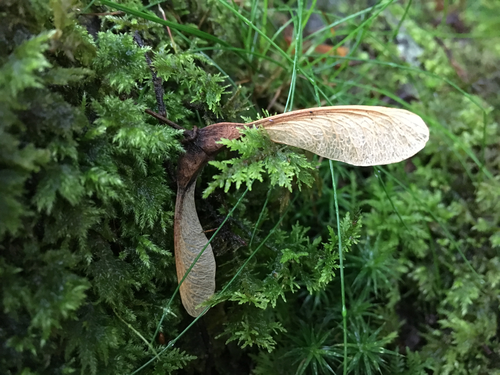 Tree Seeds | Teaching Resources