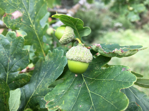 Tree Seeds | Teaching Resources
