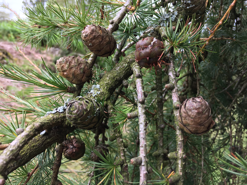 Tree Seeds | Teaching Resources