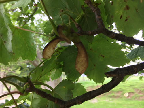 Tree Seeds | Teaching Resources