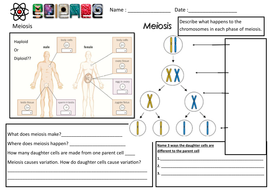Meiosis Lesson - AQA GCSE (4.6.1) (B13.2) | Teaching Resources