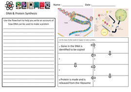 DNA Structure & Protein Synthesis (H) Lesson - AQA GCSE (4.6.1) (B13.5 ...