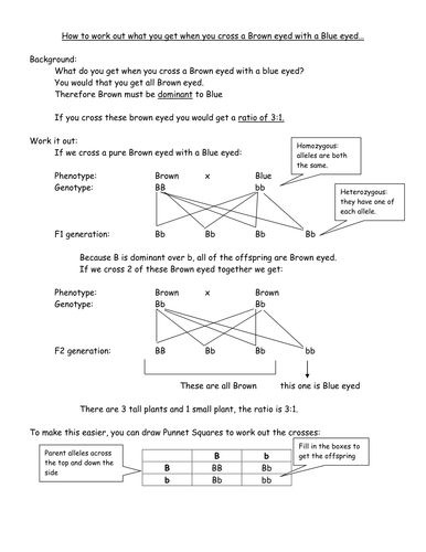 Genetic (Mono-hybrid) Crosses - AQA GCSE (4.6.1) (B13.7 | Teaching ...