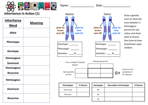 Genetic (Mono-hybrid) Crosses - AQA GCSE (4.6.1) (B13.7 | Teaching ...