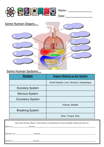 Cells / Tissues / Organ Systems - Pupil Worksheet Bundle - BIOLOGY ...