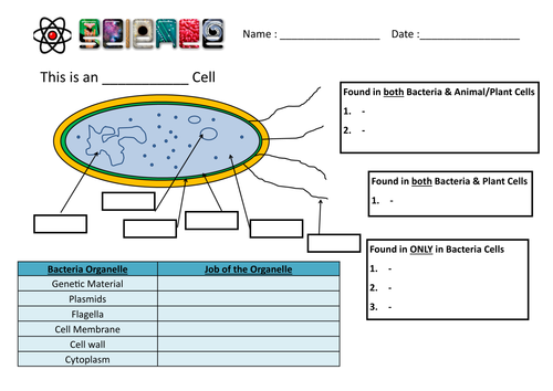 Cells / Tissues / Organ Systems - Pupil Worksheet Bundle - BIOLOGY ...
