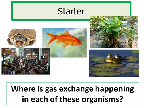 AQA GCSE Biology B4 Organising animals and plants | Teaching Resources