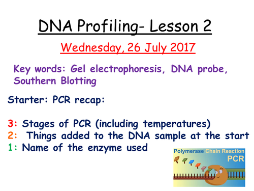 PCR and gel electrophoresis | Teaching Resources