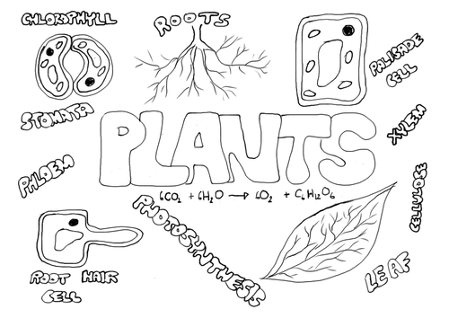 Plants poster to colour in - start/end term/ SEN science Christmas ...