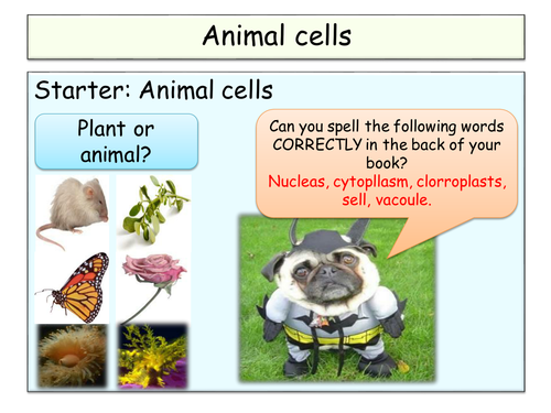 Animal Cells | Teaching Resources