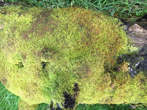Moss | Teaching Resources