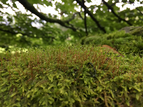 Moss | Teaching Resources