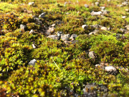 Moss | Teaching Resources