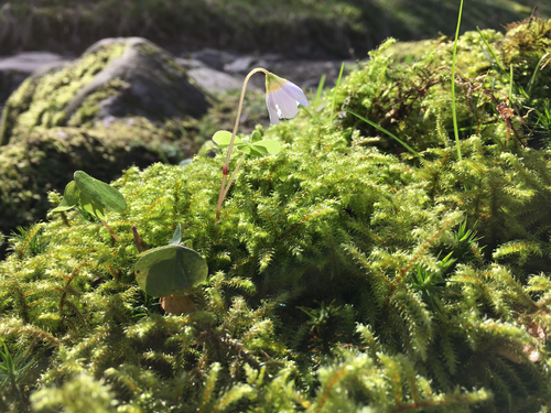 Moss | Teaching Resources