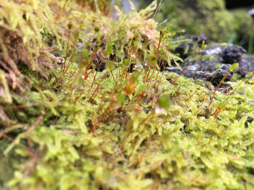 Moss | Teaching Resources