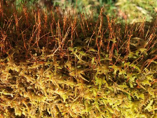 Moss | Teaching Resources