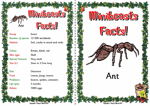 Minibeasts Fact Sheets | Teaching Resources