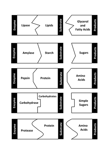 Digestive Enzymes Jigsaw Game | Teaching Resources