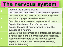 The Nervous System (KS3) | Teaching Resources
