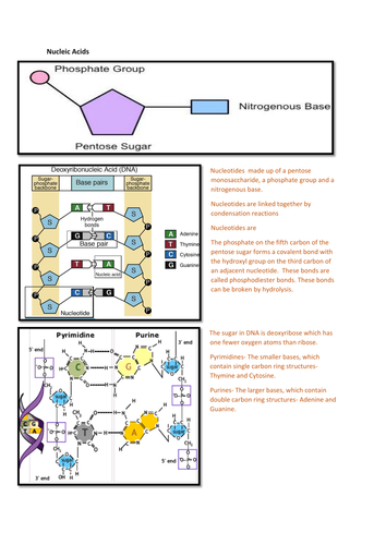 Biological Molecules- Chapter 3 OCR A Biology A level | Teaching Resources