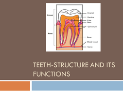 Teeth- Structure and its functions | Teaching Resources