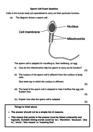 GCSE Biology 4.1 Stem Cells | Teaching Resources