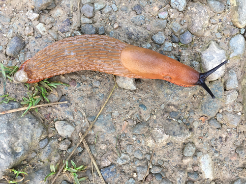 Minibeasts: Slugs | Teaching Resources