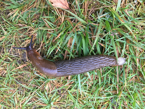 Minibeasts: Slugs | Teaching Resources