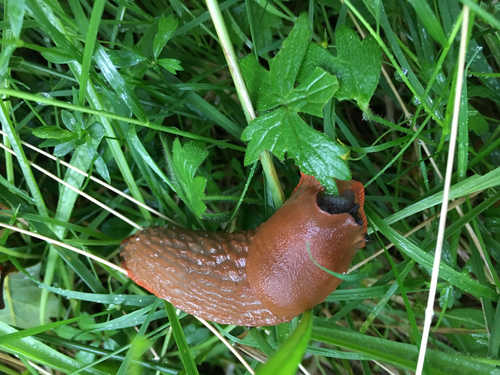 Minibeasts: Slugs | Teaching Resources