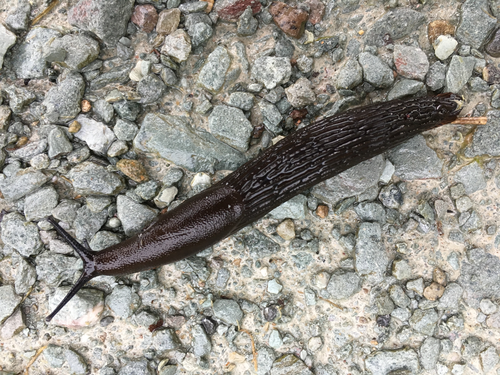 Minibeasts: Slugs | Teaching Resources