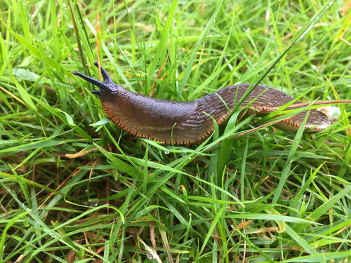 Minibeasts: Slugs | Teaching Resources