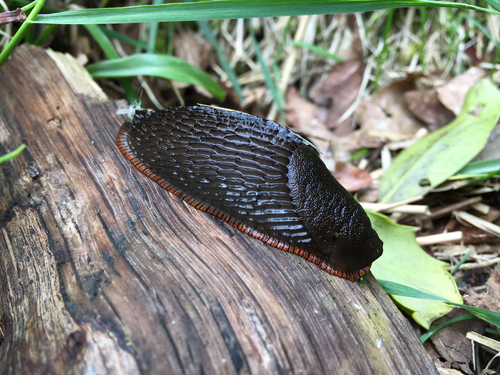 Minibeasts: Slugs | Teaching Resources