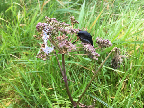 Minibeasts: Slugs | Teaching Resources