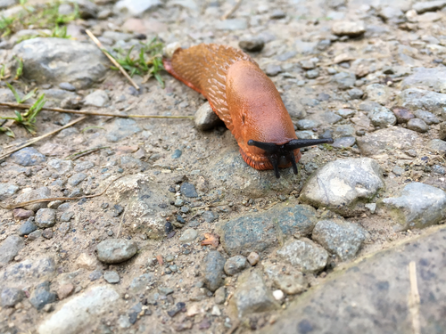 Minibeasts: Slugs | Teaching Resources