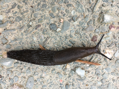Minibeasts: Slugs | Teaching Resources