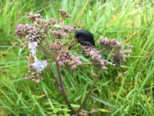 Minibeasts: Slugs | Teaching Resources