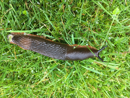 Minibeasts: Slugs | Teaching Resources
