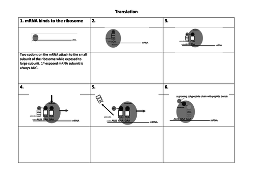 OCR A level biology - module 2 - chapter 3 - DNA replication ...