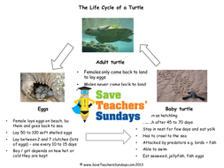 Writing Explanation Texts Lesson Plans, Model Text, Success Criteria ...