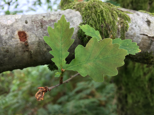 Oak Tree | Teaching Resources