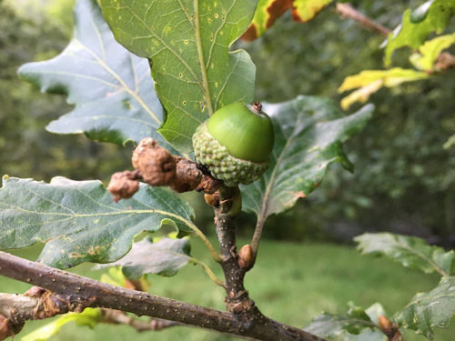 Oak Tree | Teaching Resources